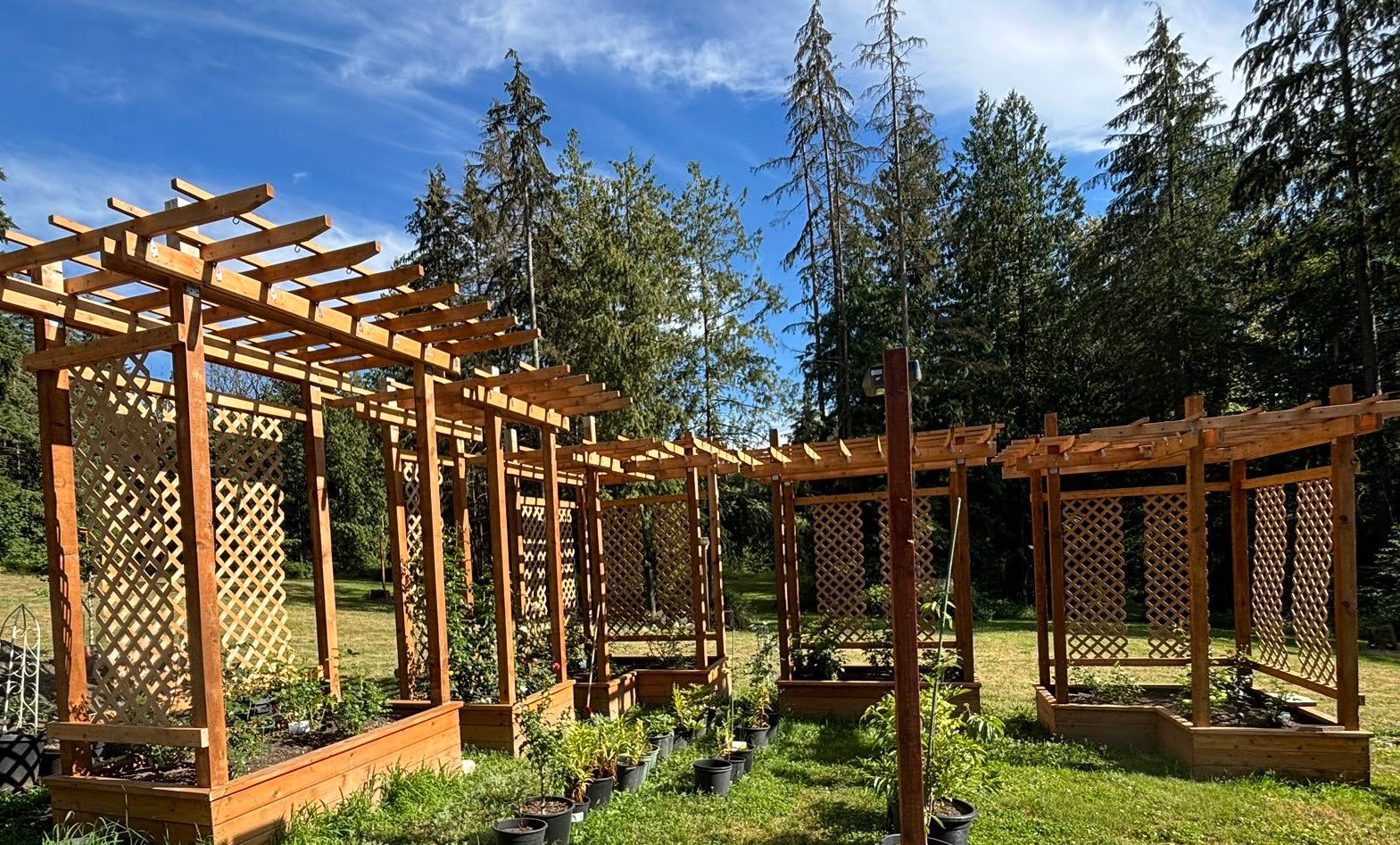 Hemlock [4x4] [6x6] [8-12 Feet] | William's Cedar BC